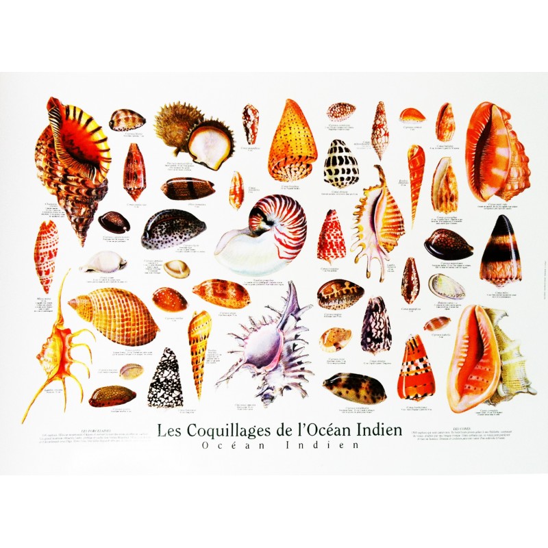 Poster Les Coquillages de La Réunion Jade